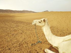 Teve ára 2025 — hol, és mennyibe kerül egy teve? (igazi)