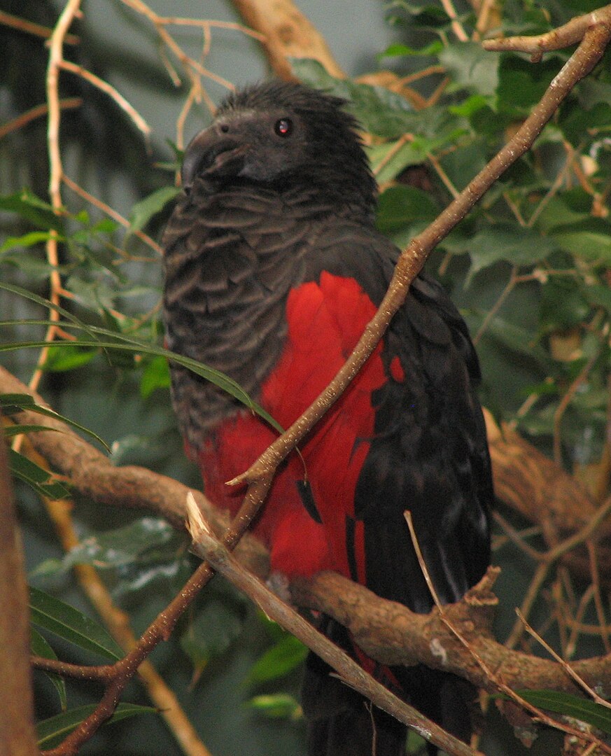 Papagáj fajták: népszerűség, tarthatóság, ár (képekkel)
